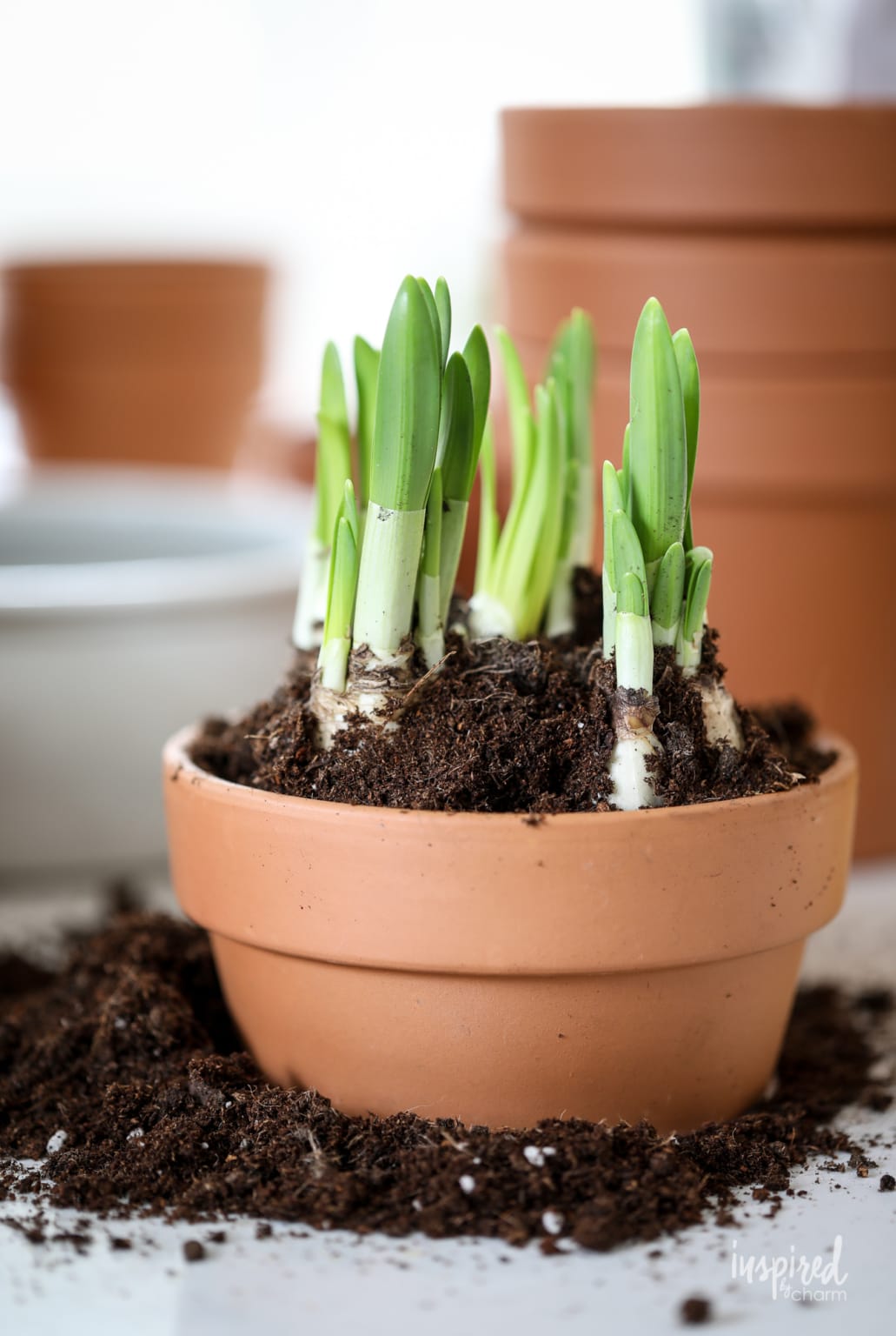Spring Centerpiece Ideas wit Potted Flowering Bulbs