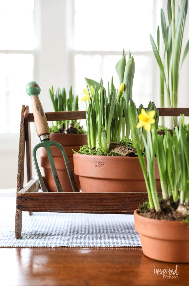 Spring Centerpiece Ideas wit Potted Flowering Bulbs